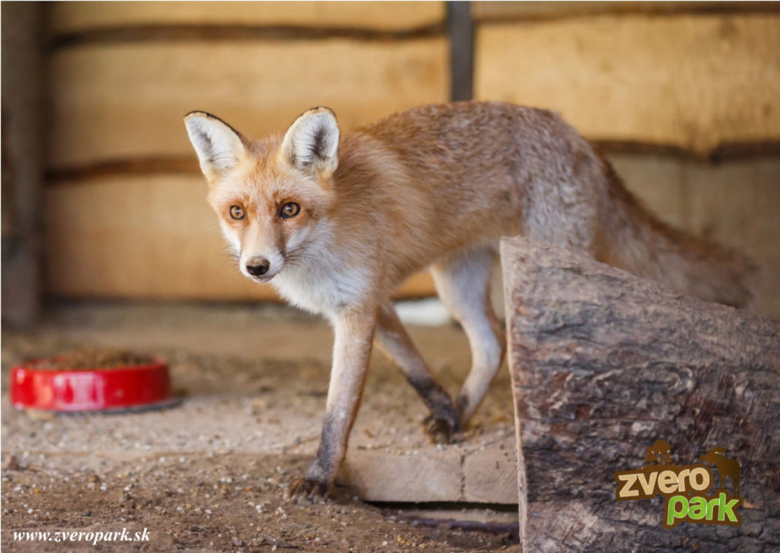 Zveropark Revištské Podzámčie - Slovakia.travel
