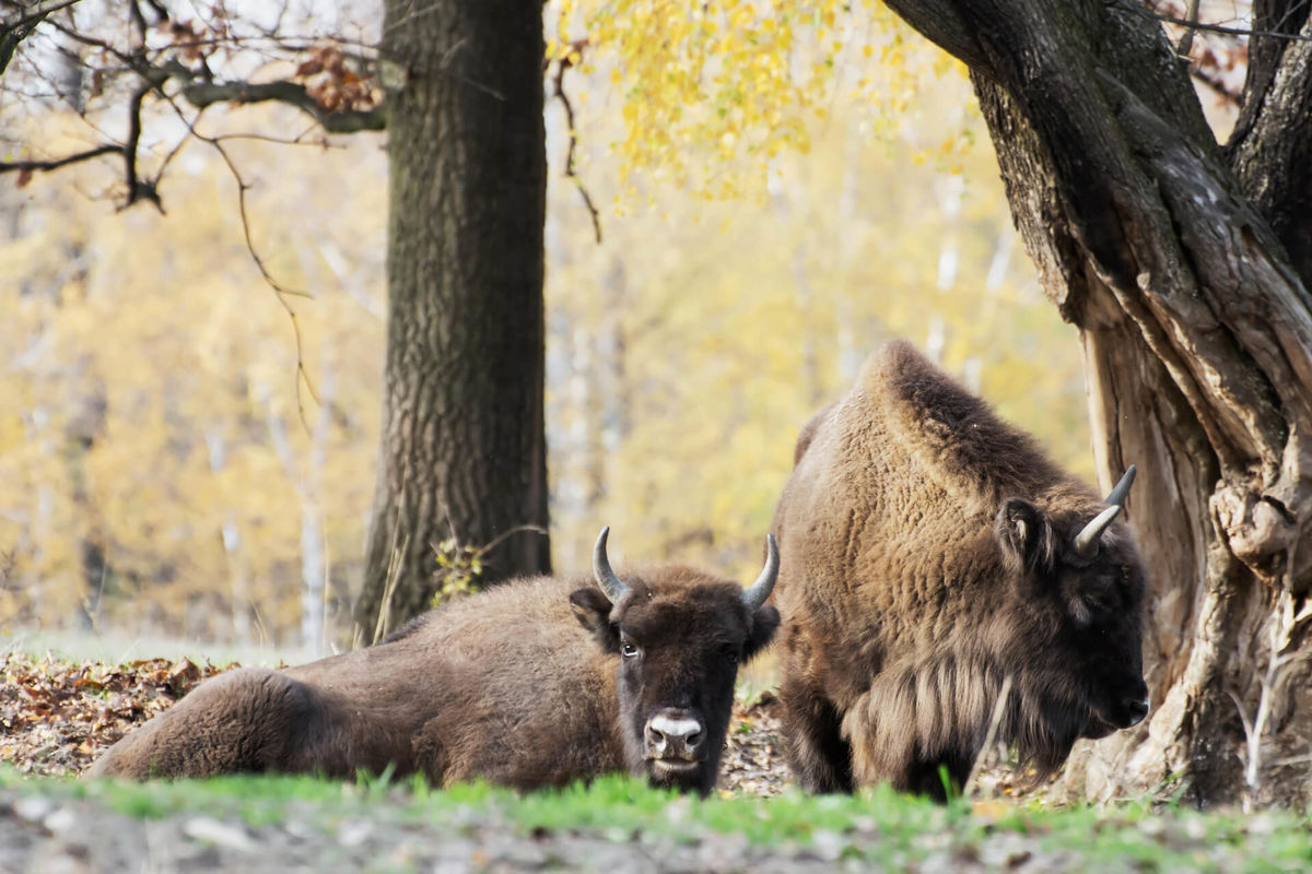 Topoľčianky Bison Park - Slovakia.travel