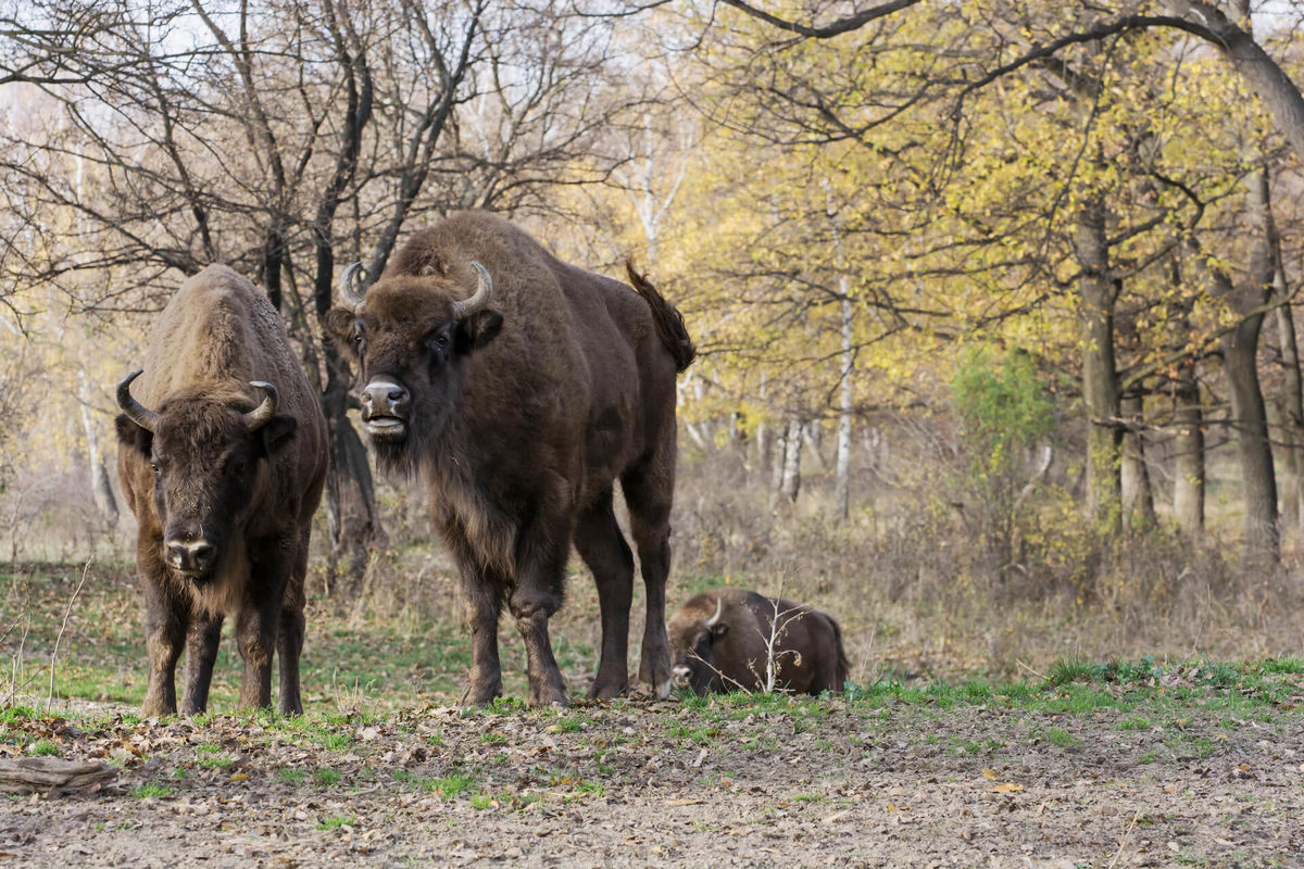 Topoľčianky Bison Park - Slovakia.travel