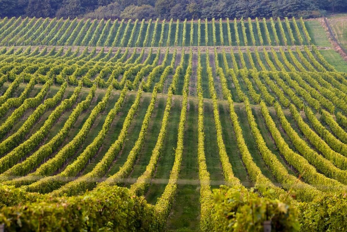Tokaj Wine Festival - Slovakia.travel