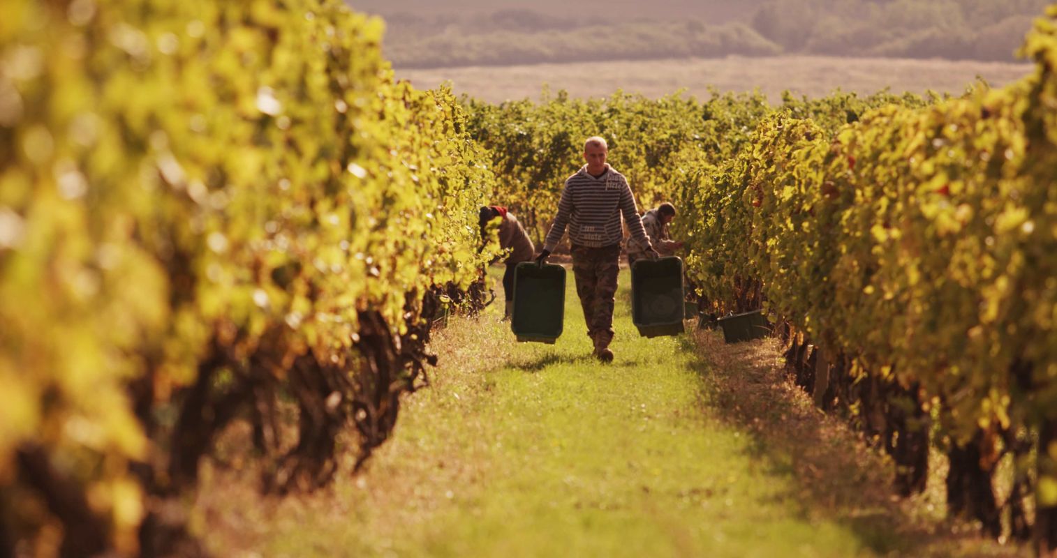 Tokaj Wine Festival - Slovakia.travel