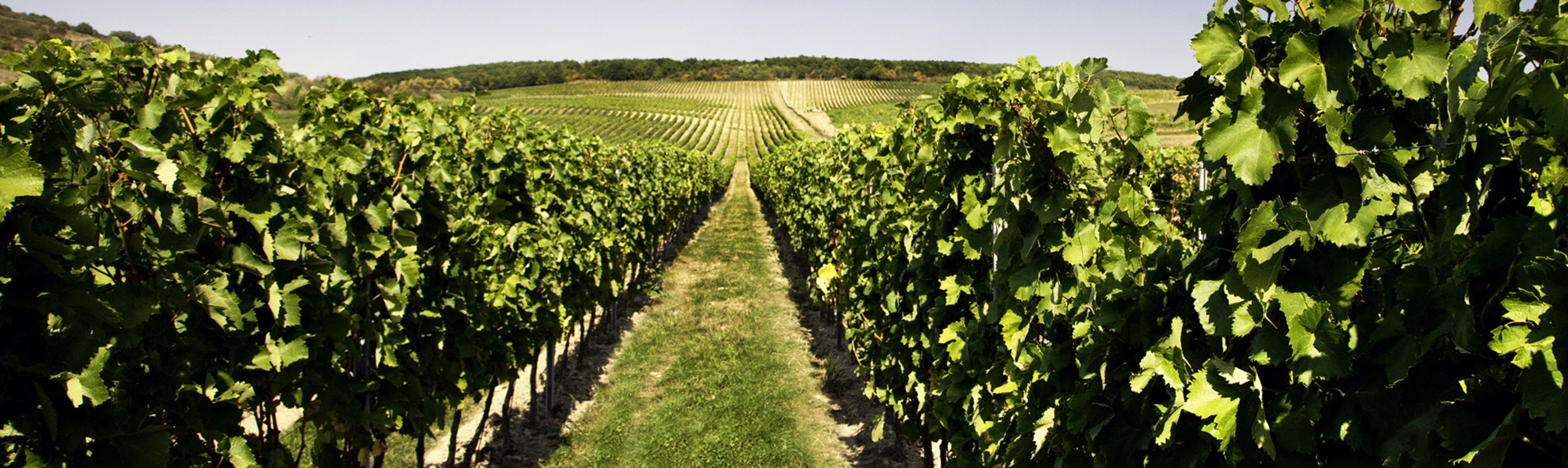 Region of Lower Zemplín - Slovakia.travel