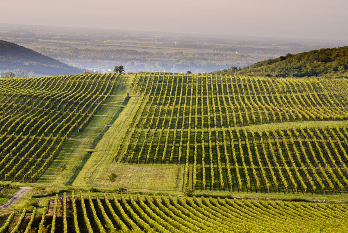 Region of Lower Zemplín - Slovakia.travel
